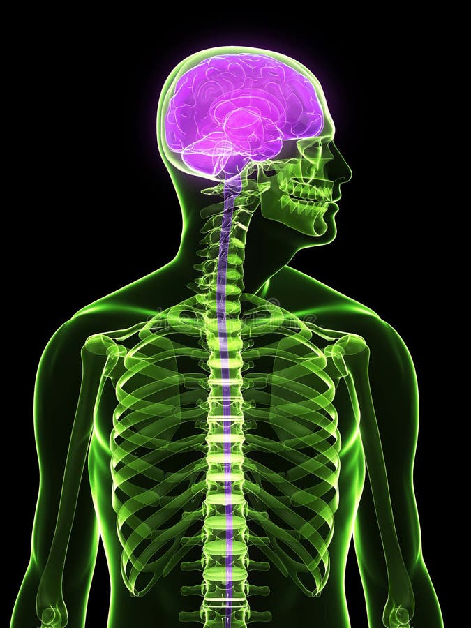 Highlighted brain stock illustration. Illustration of anatomy - 12989583