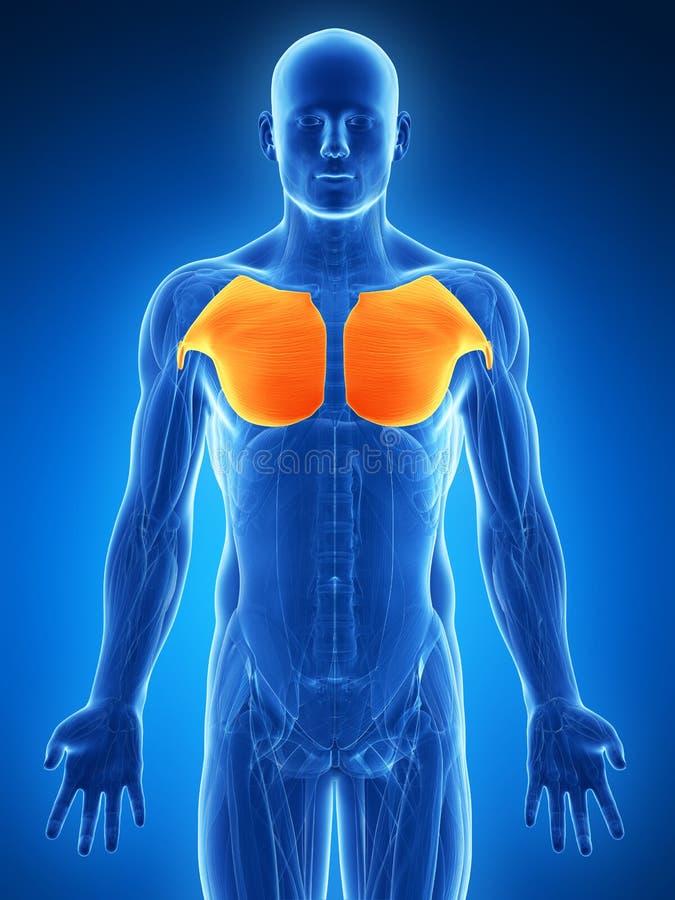 Highlighted Pectoralis Major Stock Illustration - Illustration of pecs ...
