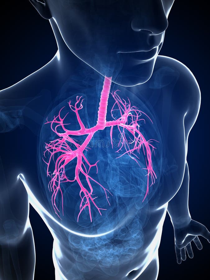 Highlighted bronchi stock illustration. Illustration of chest - 28962135