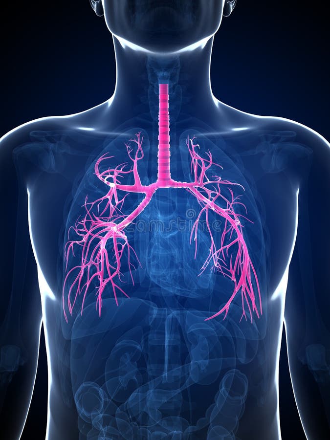 Highlighted bronchi stock illustration. Illustration of anatomical ...