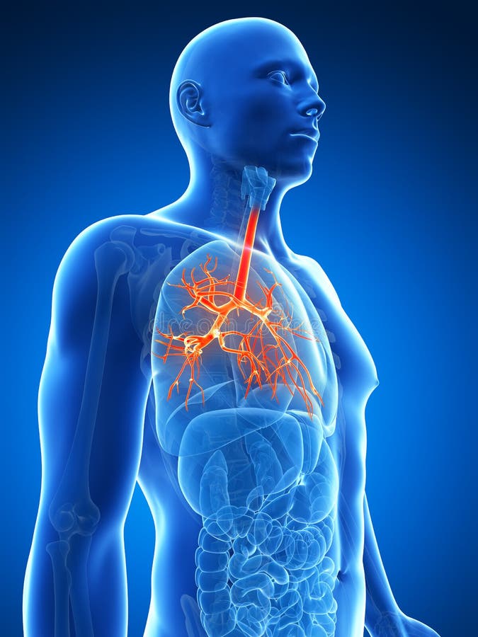 Highlighted bronchi stock illustration. Illustration of highlight ...