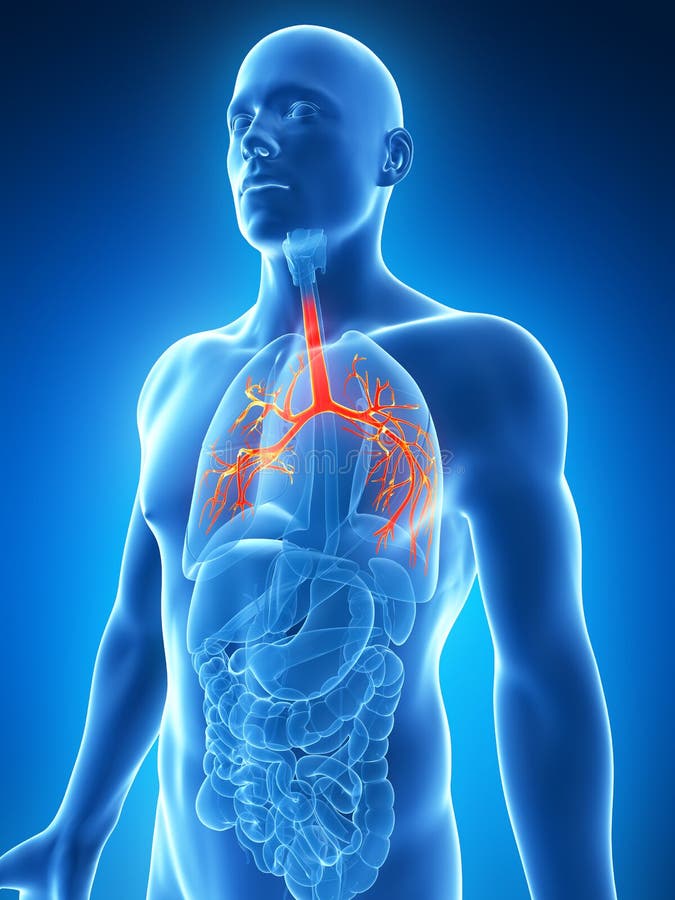 The bronchi stock illustration. Illustration of bronchi - 165083211