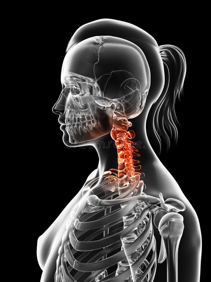 Highlighted cervical spine stock illustration. Illustration of injury ...