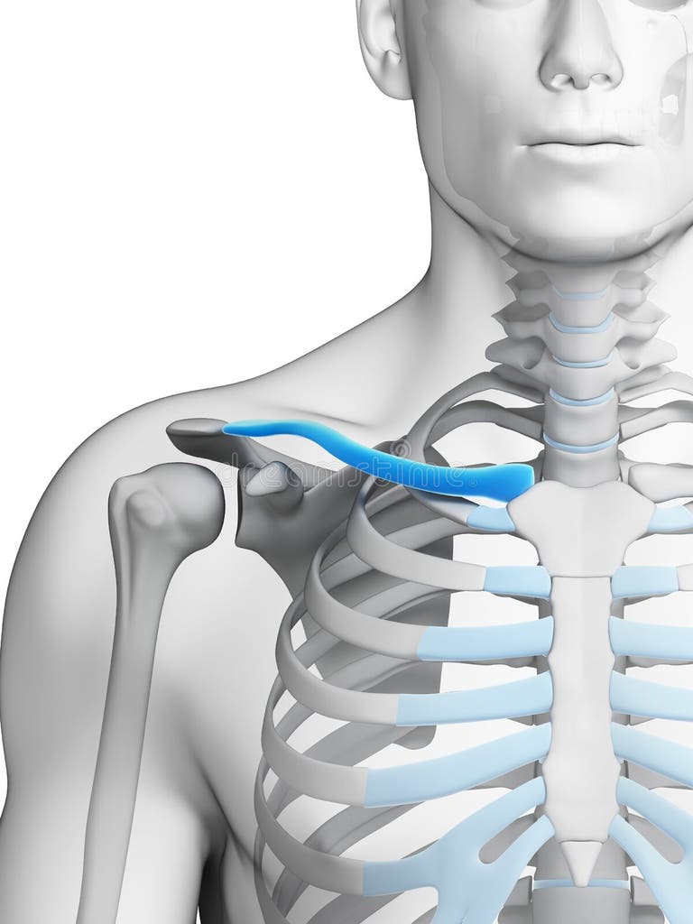 Clavicle Stock Illustrations – 4,058 Clavicle Stock Illustrations ...