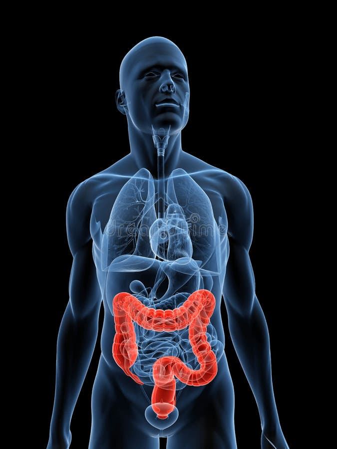 Highlighted colon stock illustration. Illustration of colon - 10244928