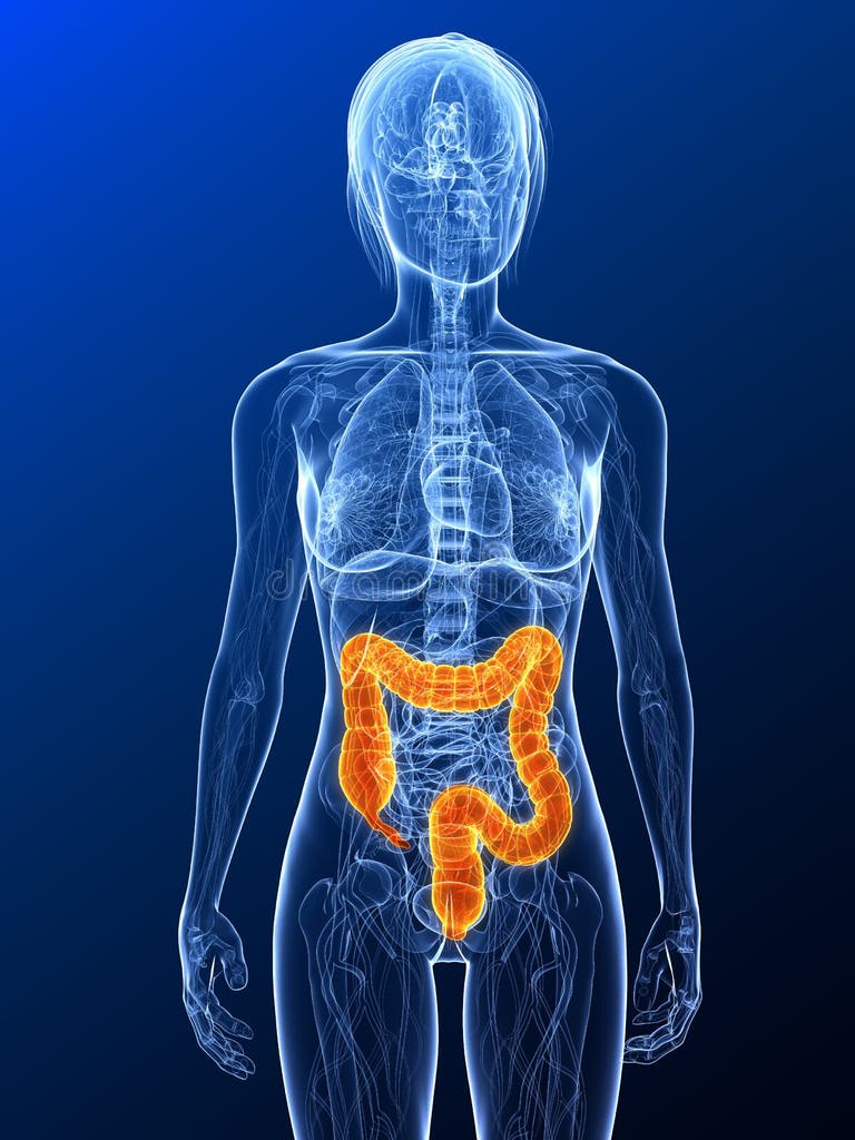 Pink Colon Stock Illustrations – 581 Pink Colon Stock Illustrations ...