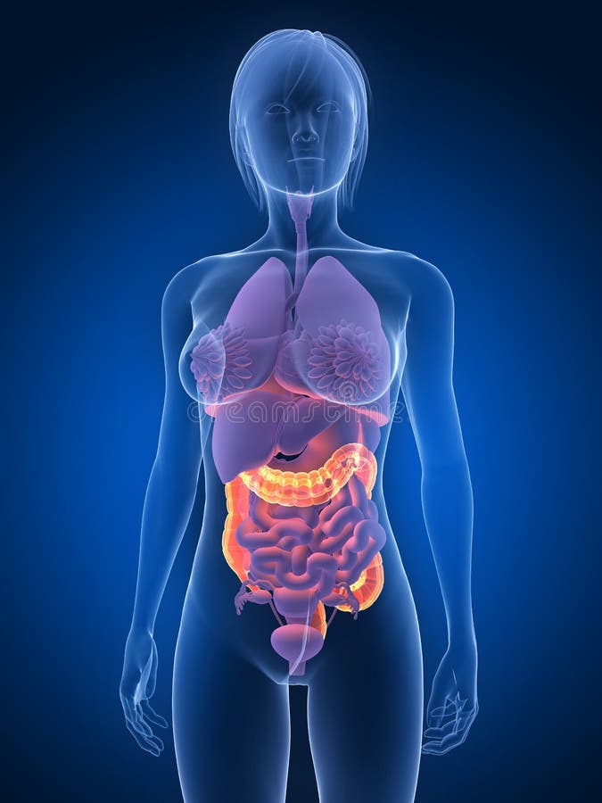 Highlighted colon stock illustration. Illustration of inflammation ... Highlighted colon stock illustration. Illustration of inflammation ...