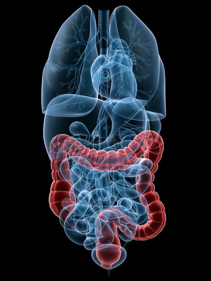 Human colon stock illustration. Illustration of lungcancer - 5591455