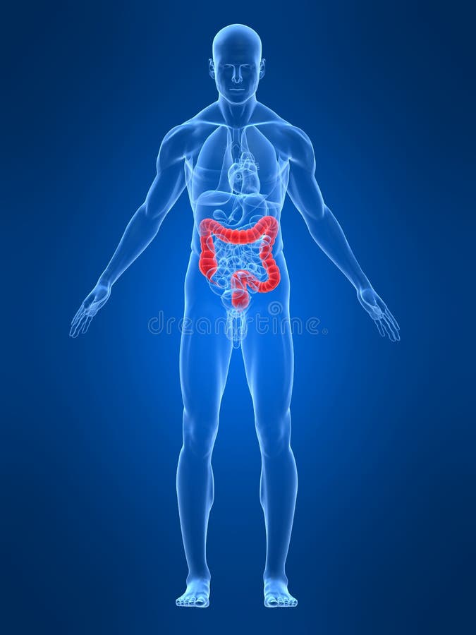 Highlighted colon stock illustration. Illustration of inflammation ...