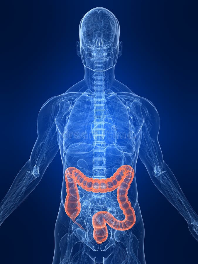 Highlighted colon stock illustration. Illustration of inflammation ... Highlighted colon stock illustration. Illustration of inflammation ...