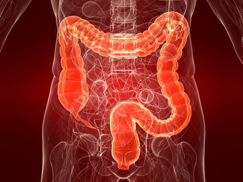 Highlighted colon stock illustration. Illustration of anatomical - 6607883