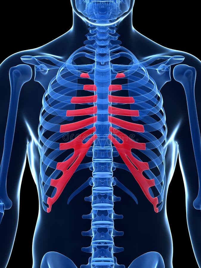 Highlighted Costal Cartilage Stock Illustration - Illustration of ...