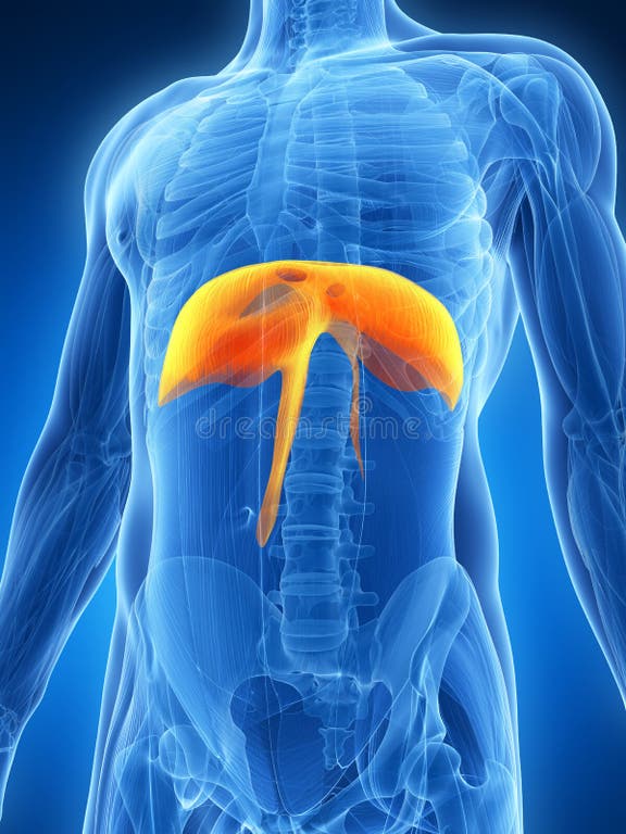 Highlighted diaphragm stock illustration. Illustration of joint - 30723362