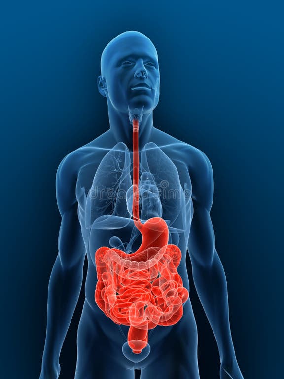 Highlighted Digestive System Stock Illustration - Illustration of small ...