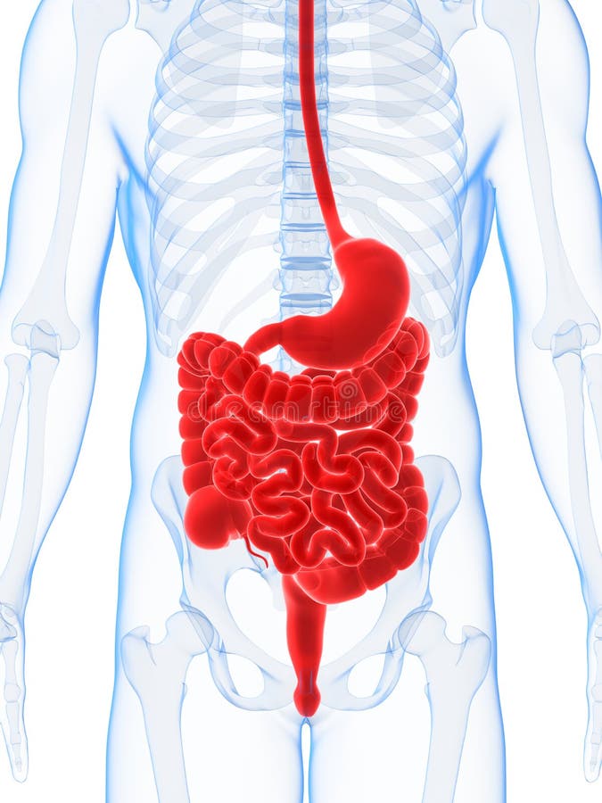 Highlighted Digestive System Stock Illustration - Illustration of ...