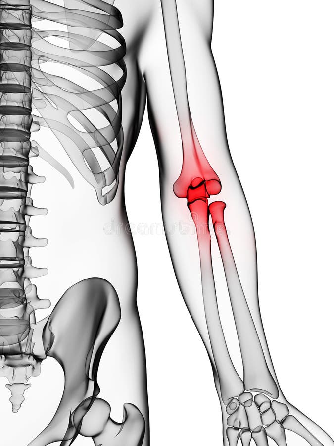 Highlighted elbow stock illustration. Illustration of ulna - 28961852