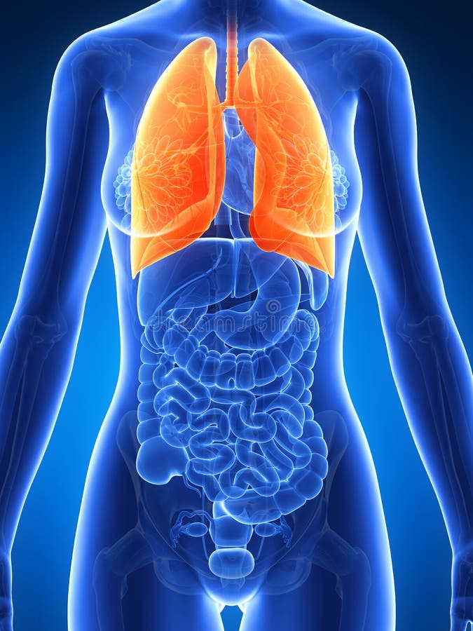 Highlighted female lung stock illustration. Illustration of airways ...