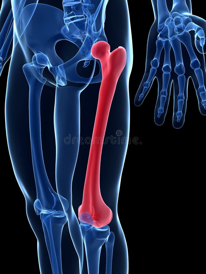 The femur bone stock illustration. Illustration of bone - 56651542