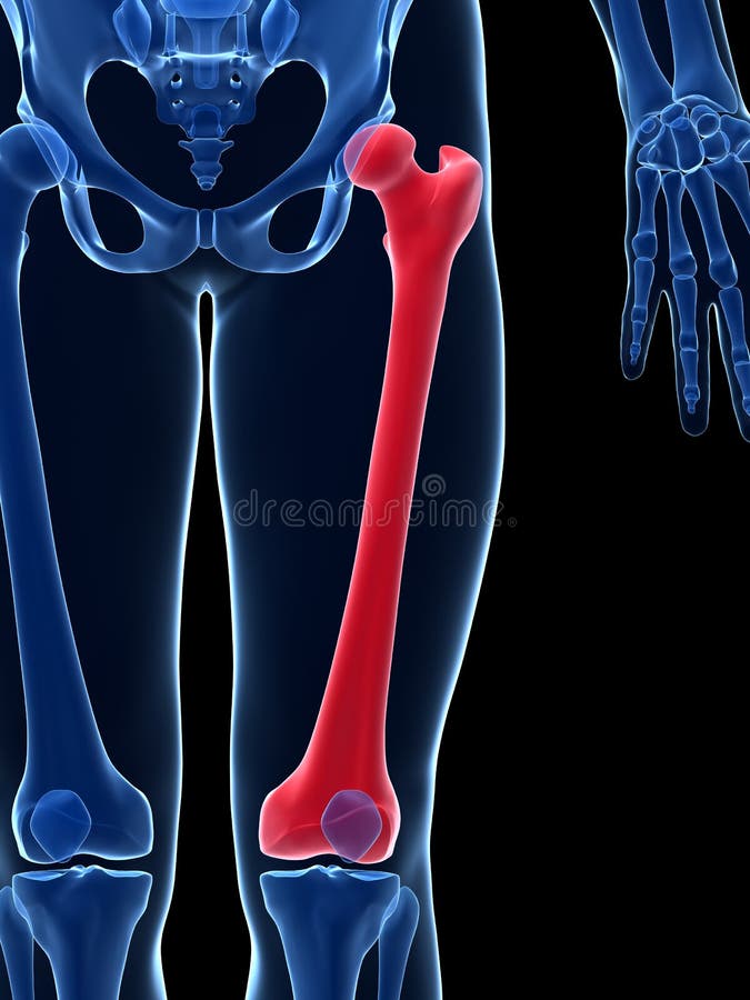 Highlighted femur stock illustration. Illustration of bone - 30723955