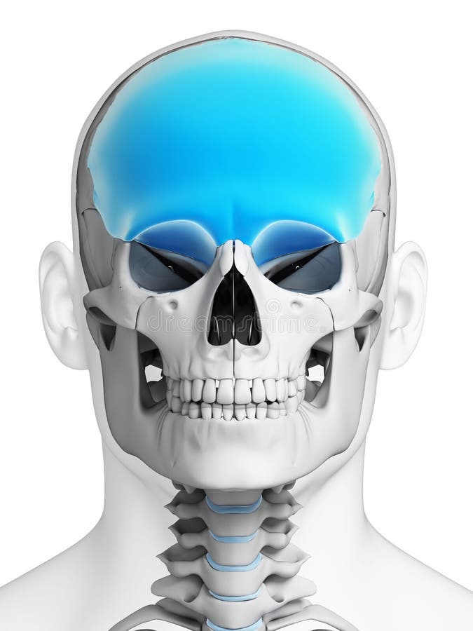 Highlighted frontal bone stock illustration. Illustration of anatomy ...