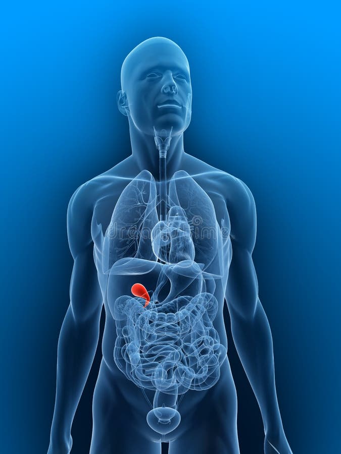 Human stomach stock illustration. Illustration of colon - 2512651