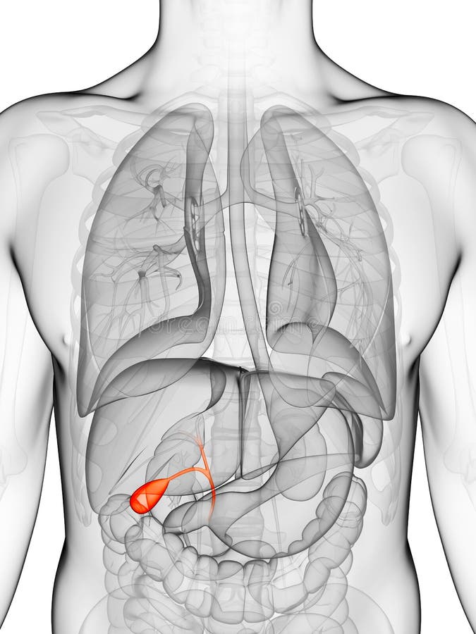 Highlighted Male Gallbladder Stock Illustration - Illustration of ...