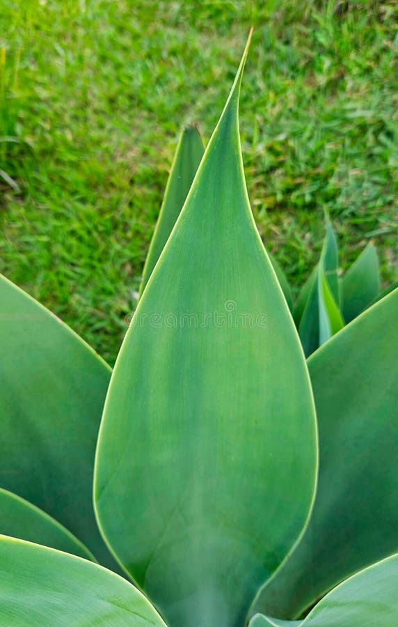 Highlighted Green Agave Leaf Stock Image - Image of foliage, sharp ...