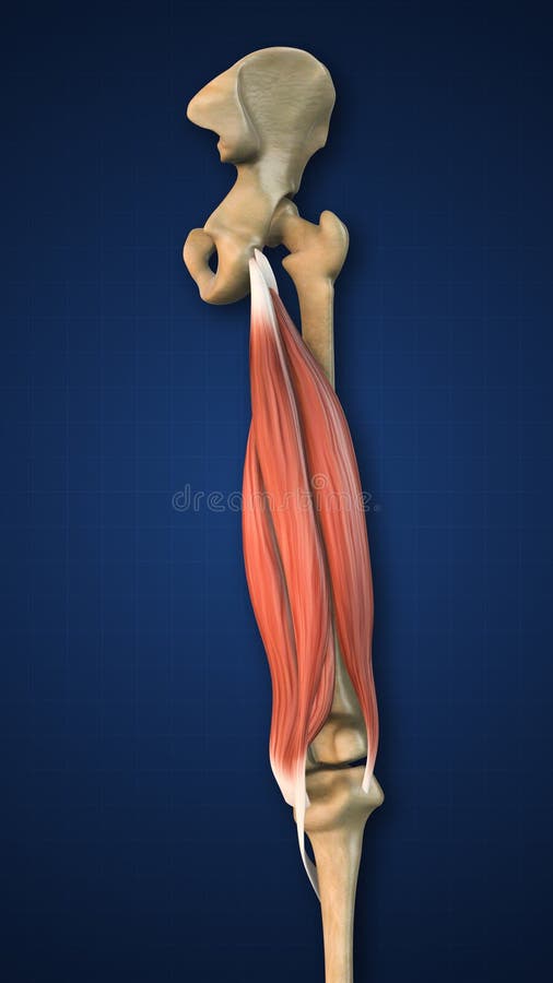 Highlighted Hamstring Muscle with Lower Limb Stock Illustration ...