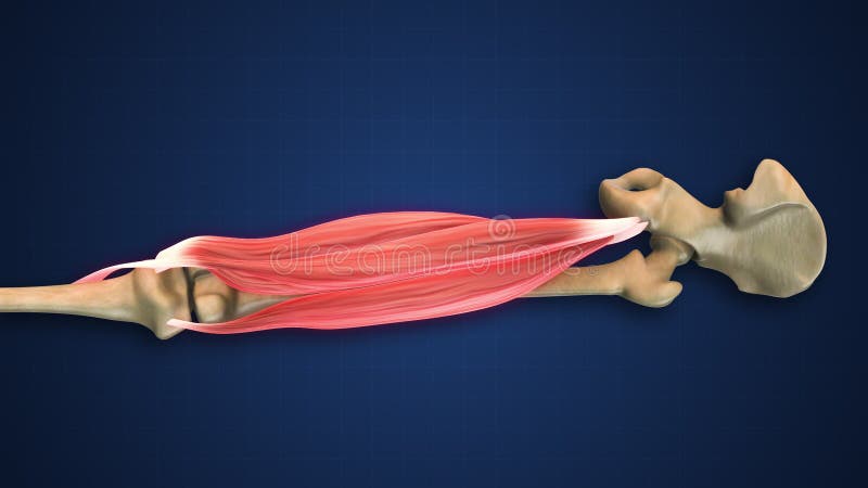 Highlighted Hamstring Muscle with Lower Limb Stock Video - Video of ...