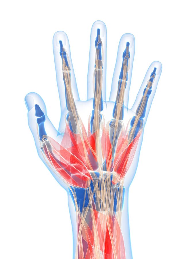 The hand muscles stock illustration. Illustration of anatomical - 56287083