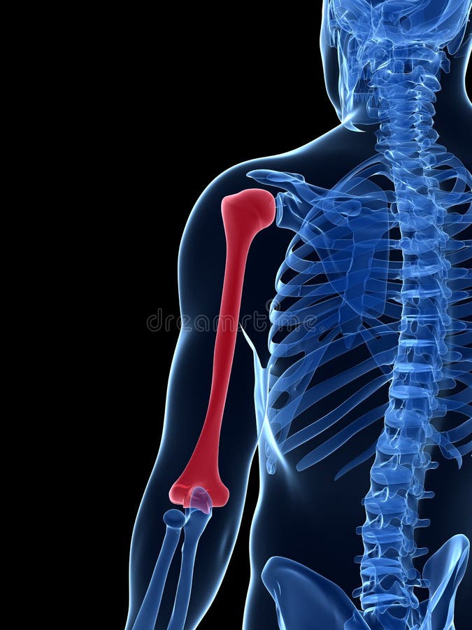 Highlighted humerus bone stock illustration. Illustration of human ...