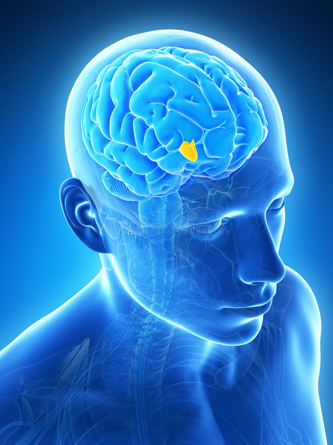 Highlighted hypothalamus stock illustration. Illustration of patient ...