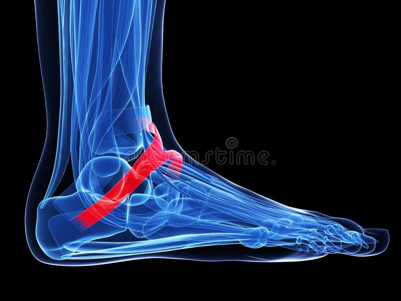 The extensor retinaculum stock illustration. Illustration of physiology ...