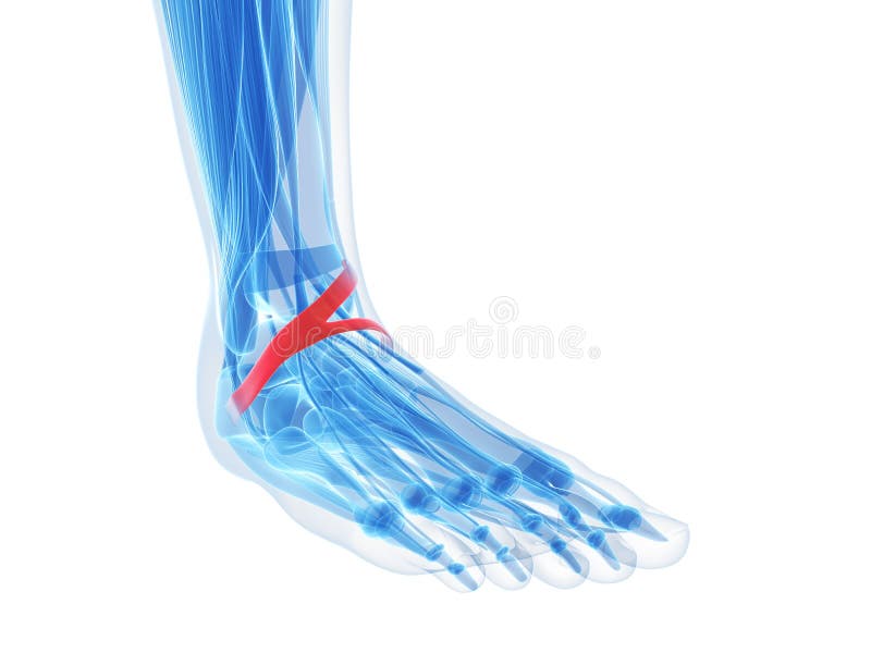 Highlighted Inferior Extensor Retinaculum Stock Illustration ...