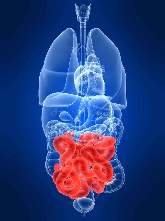 Highlighted stomach stock illustration. Illustration of body - 5971146