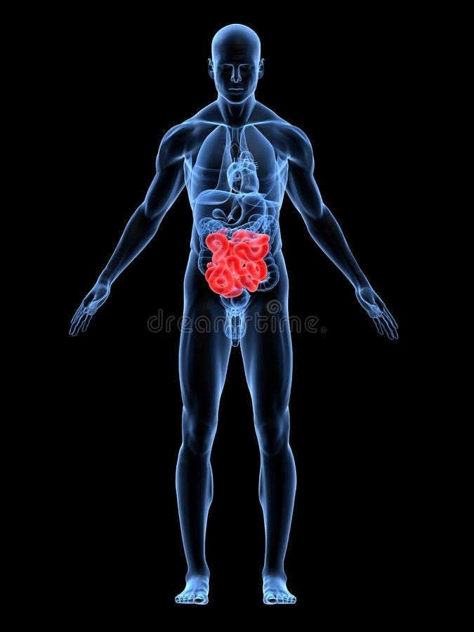 Highlighted intestines stock illustration. Illustration of anatomical ...