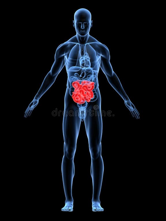 Highlighted intestines stock illustration. Illustration of anatomical ...