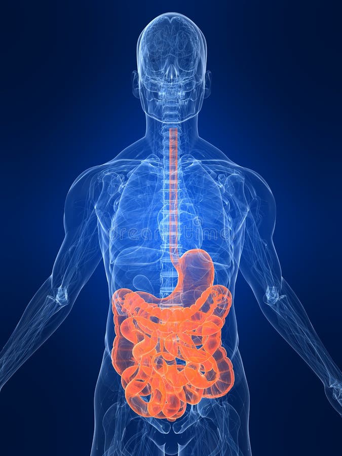 Highlighted intestines stock illustration. Illustration of glass - 6604513