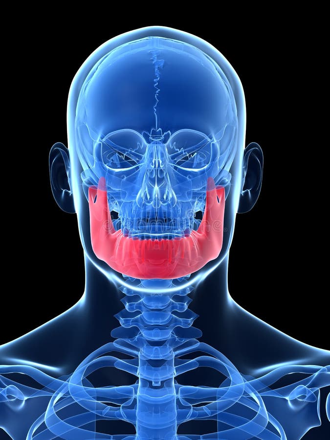 Highlighted jaw bone stock illustration. Illustration of skeletal ...