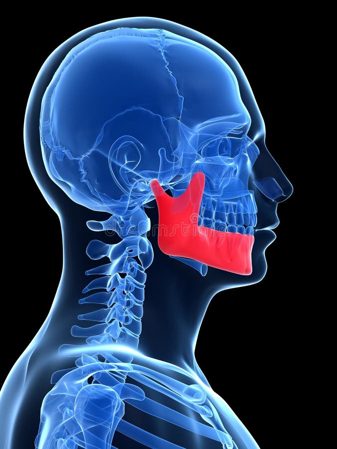 Mandible Red Stock Illustrations – 49 Mandible Red Stock Illustrations ...