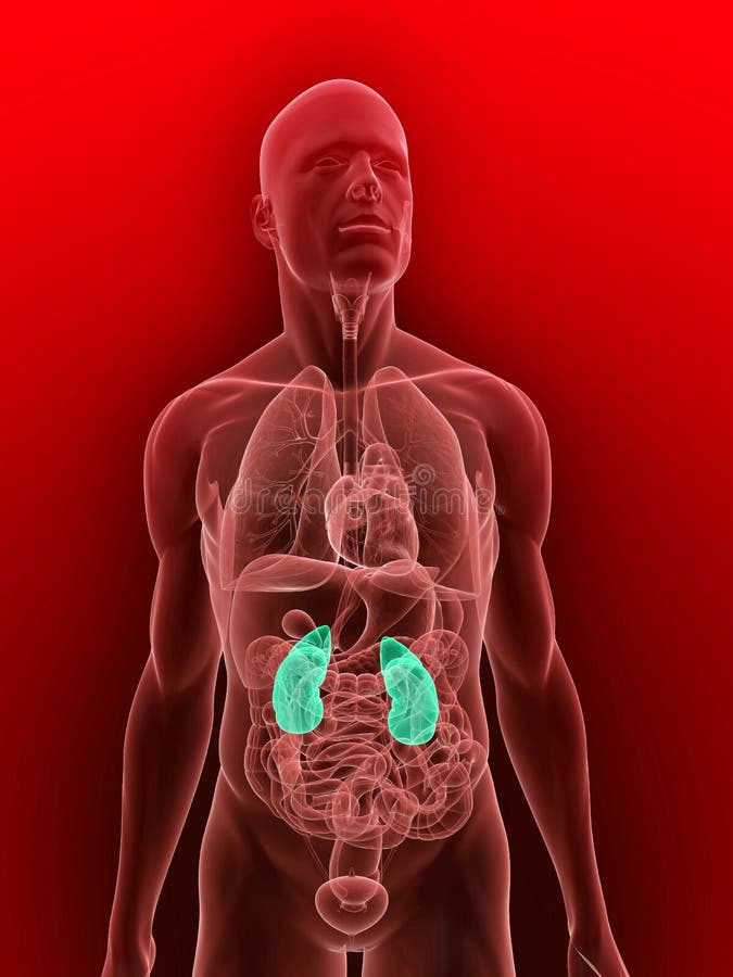Highlighted kidneys stock illustration. Illustration of human - 11898105