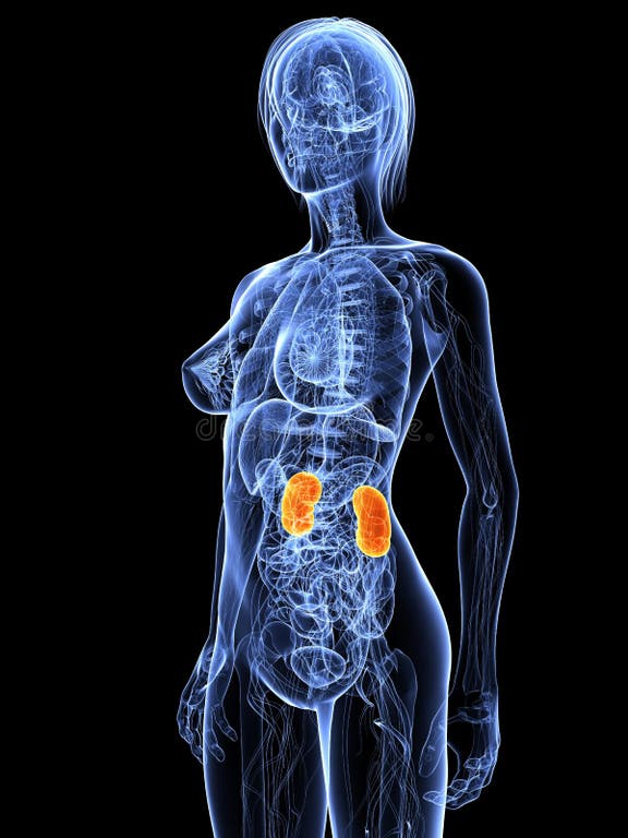 Highlighted kidneys stock illustration. Illustration of highlighted ...