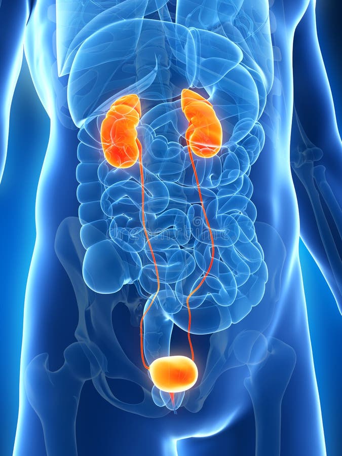 Highlighted kidneys stock illustration. Illustration of human - 28962200