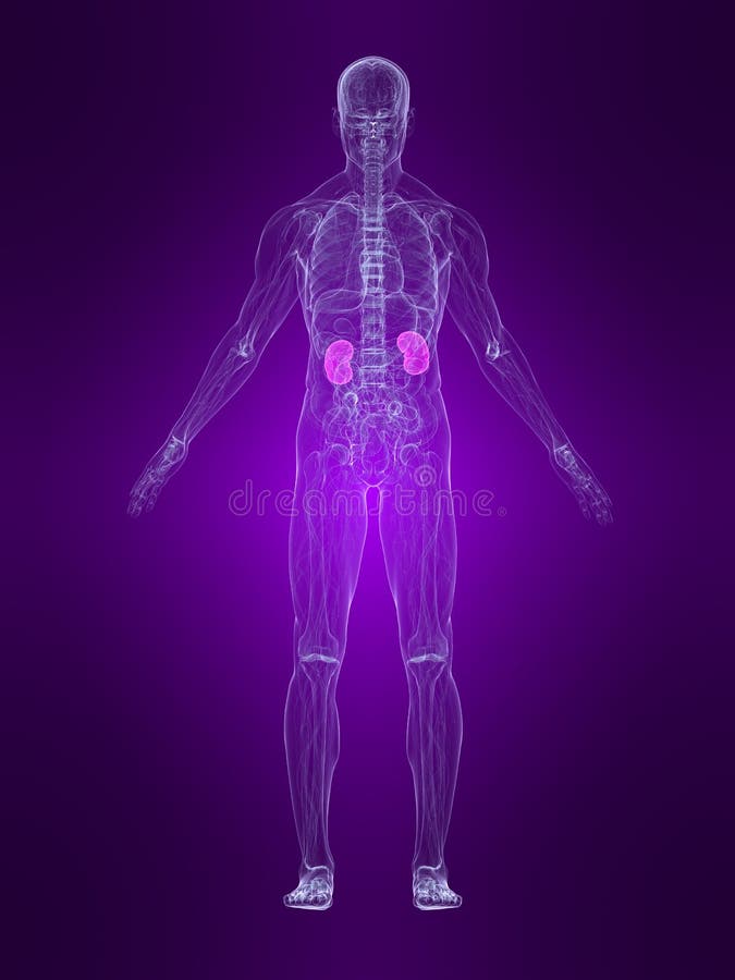 Highlighted kidneys stock illustration. Illustration of inflammated ...