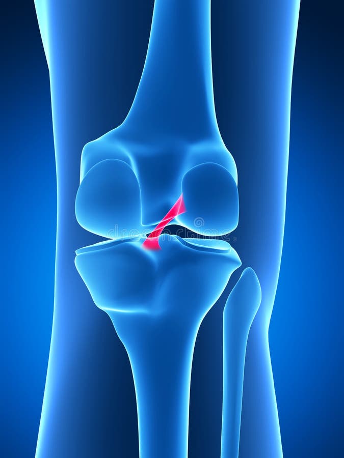 Highlighted knee joint stock illustration. Illustration of ligament ...