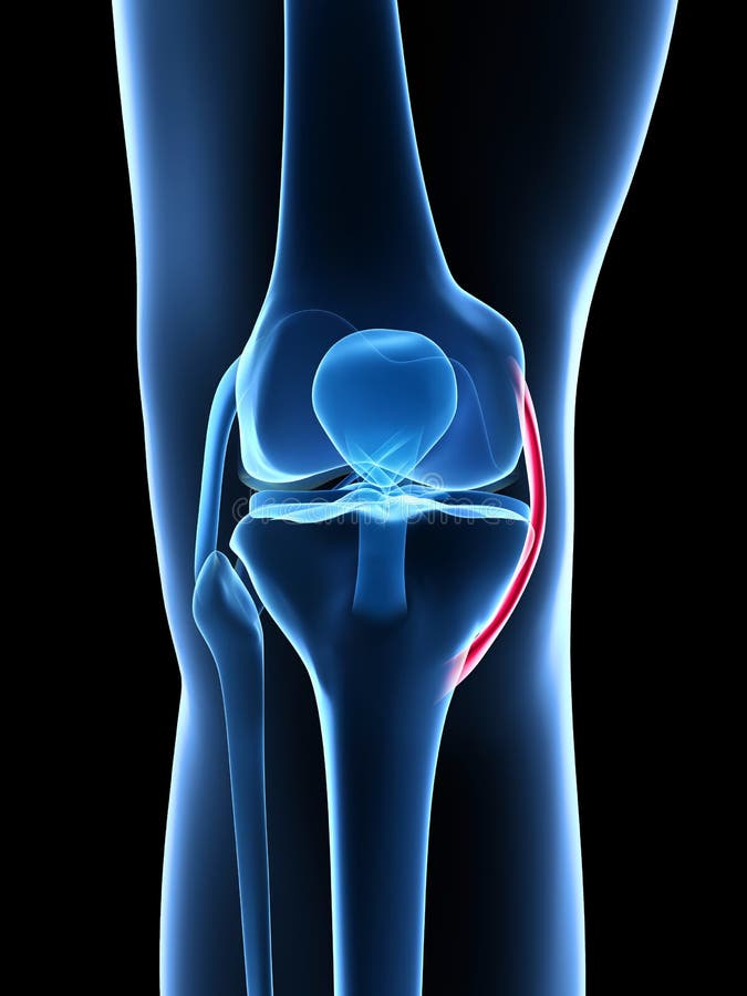 Highlighted knee joint stock illustration. Illustration of ligament ...