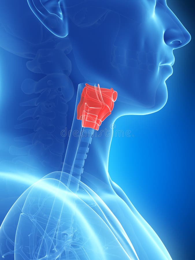 Larynx anatomy stock illustration. Illustration of arytenoid - 5564239