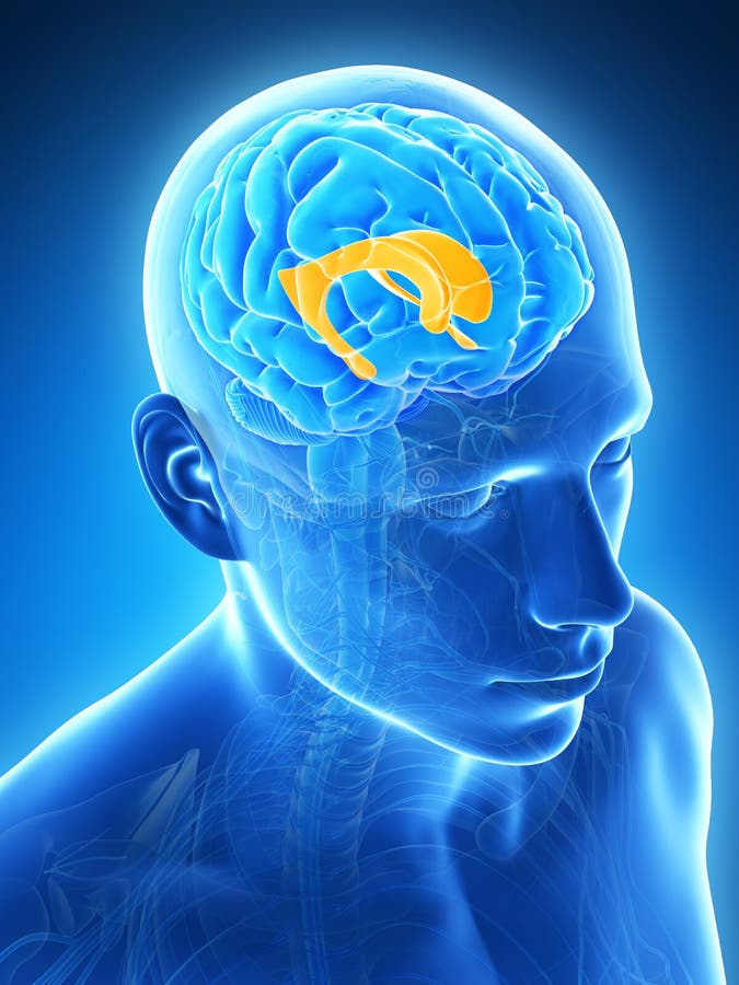 Highlighted Lateral Ventricle Stock Illustration - Illustration of ...