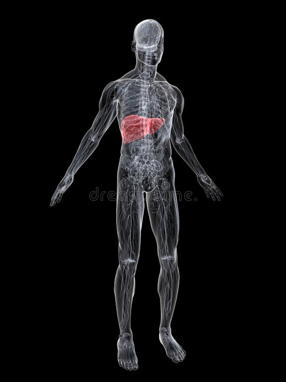 Highlighted liver stock illustration. Illustration of human - 5604973
