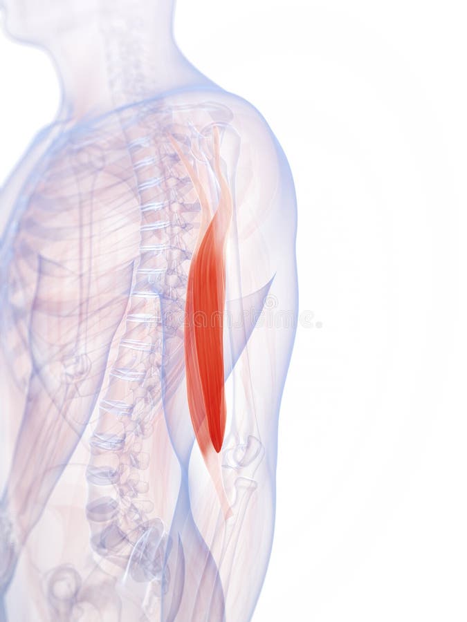 0+ Highlighted biceps muscle Free Stock Photos - StockFreeImages